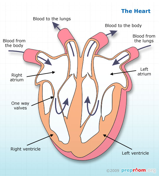 Info Library, 100s of pages of useful science education information ...